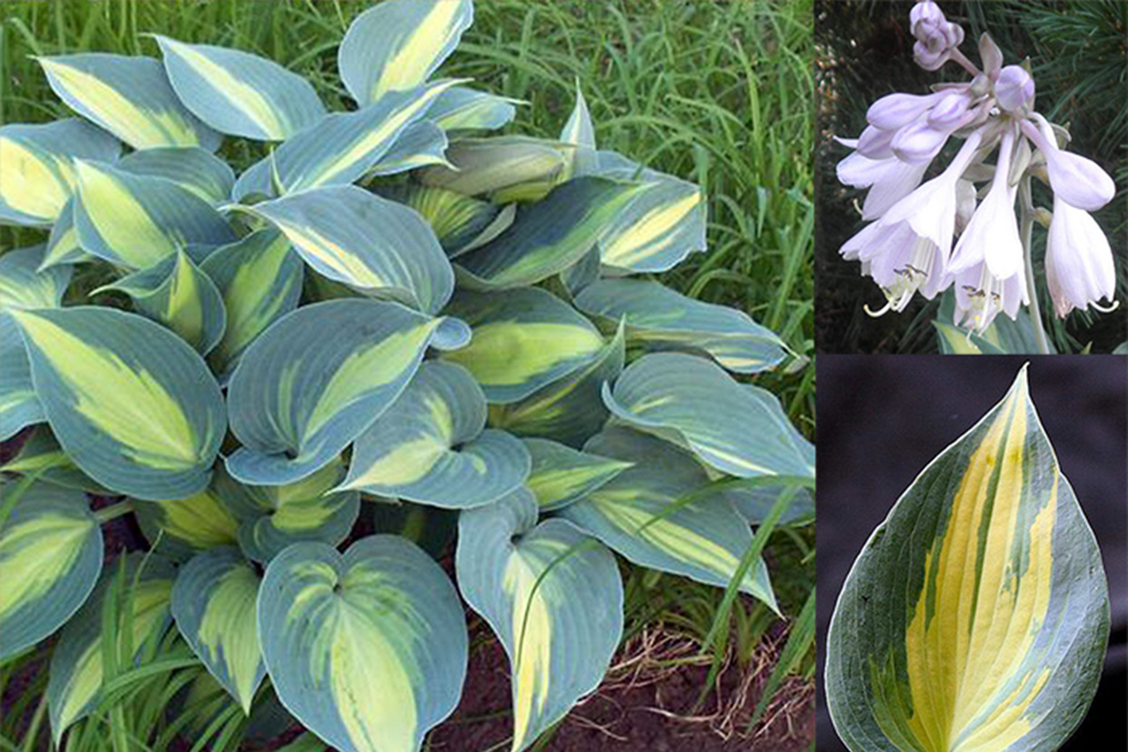 Хоста гибридная Катерина (Hosta hybrid Catherine) — Питомник Летний сад