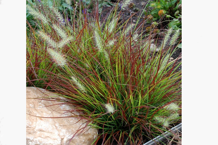 Пеннисетум лисохвостный Бургунди Банни (Pennisetum alopecuroides ...