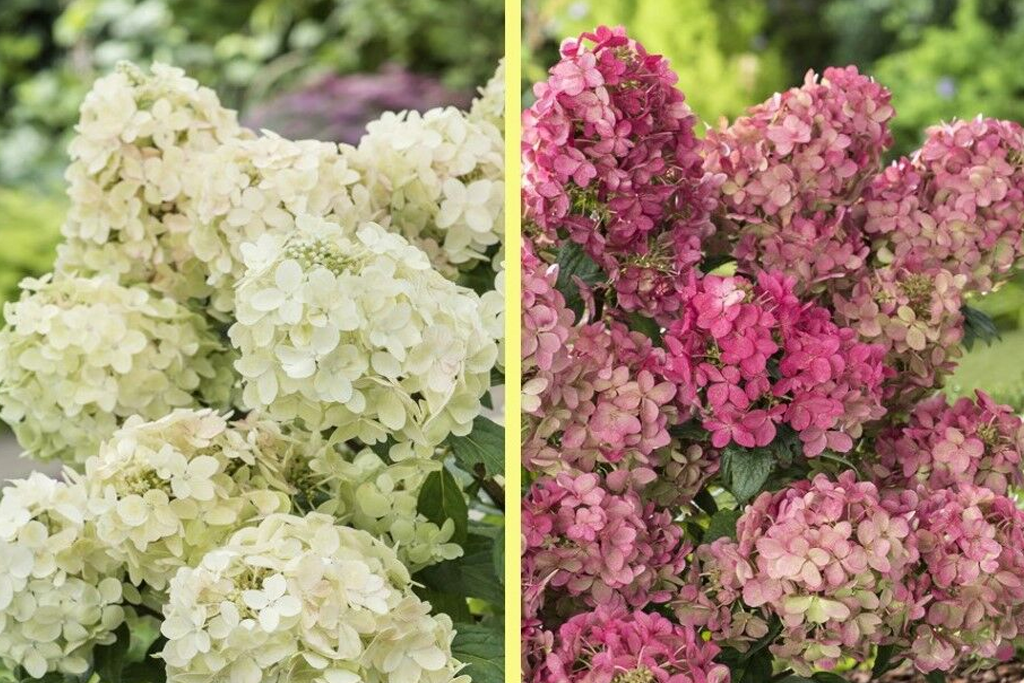 Гортензия метельчатая Петит Стар (Hydrangea paniculata Petite Star) Р12 ...