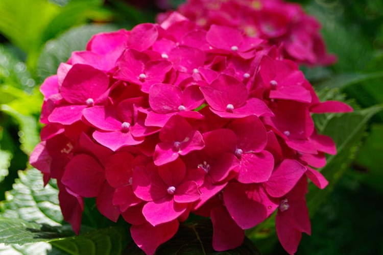 Гортензия крупнолистная Дорис (Hydrangea macrophylla Doris) С5 — Питомник Летний сад