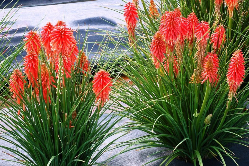 Kniphofia hybrid Nancy Red 9