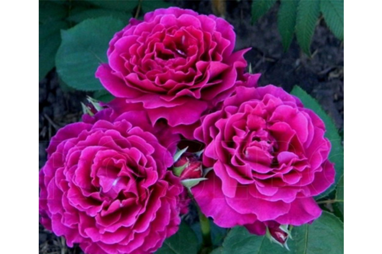 Роза японской селекции Вагулетта (Rosa Japanese Vaguelette) С7 ...