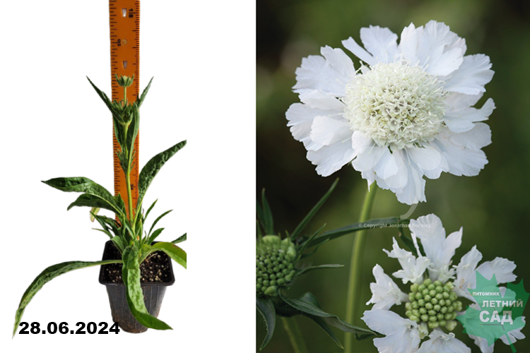 Скабиоза кавказская Фама Вайт (Scabiosa caucasica Fama White) С1,5 ...