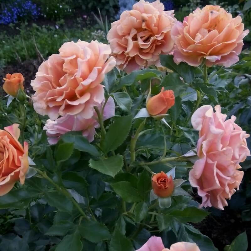 Роза флорибунда Пампкин Патч (Rosa Floribunda Pumpkin Patch) ОКС осень ...