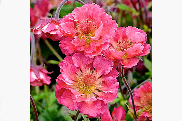 Гравилат гибридный Пинк Петтикоатс (Geum hybrida Pink Petticoats) С2 ...