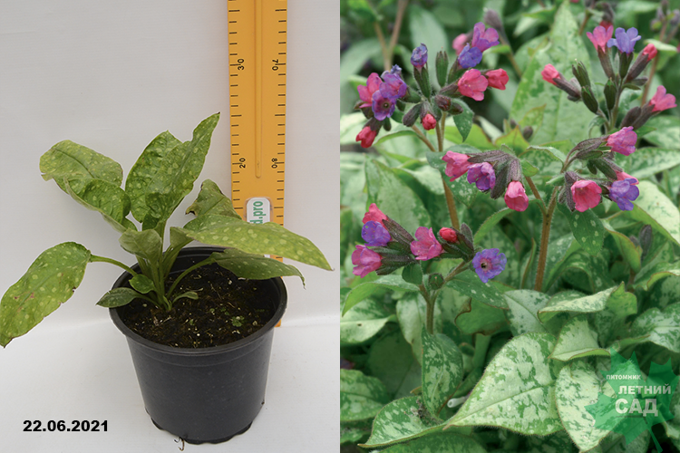Медуница гибридная Маджести (Pulmonaria hybrid Majeste) С1,5 — Питомник ...