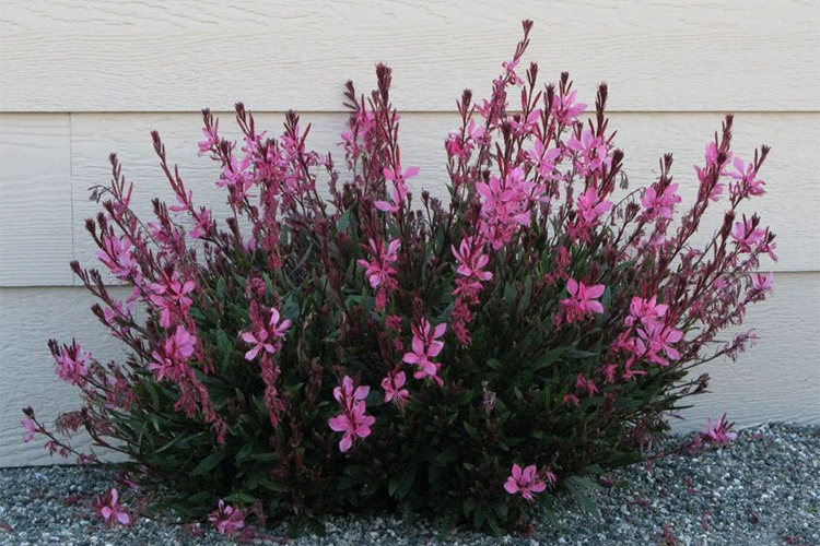 Гаура Линдхеймера Гамбит Компакт Пинк (Gaura Gambit Compact Pink) С1,5 ...