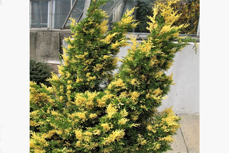Можжевельник китайский Вариегата (Juniperus chinensis Variegata) С3 ...