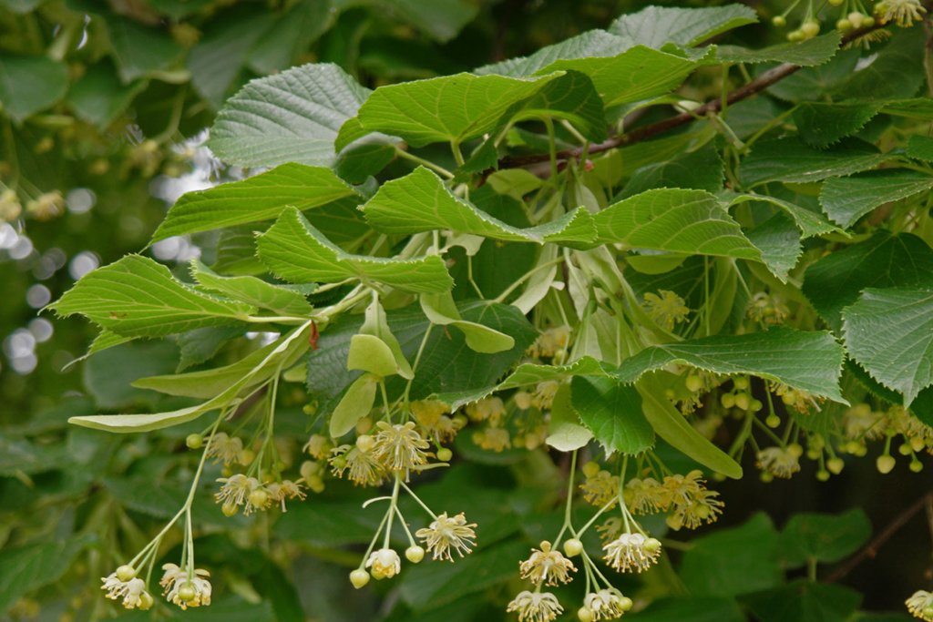 Липа мелколистная (Tilia cordata) С3 — Питомник Летний сад