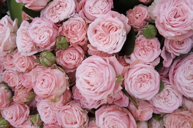 Роза спрей Леди Бомбастик (Rosa spray Miss Bombastic) ОКС осень 2024 ...