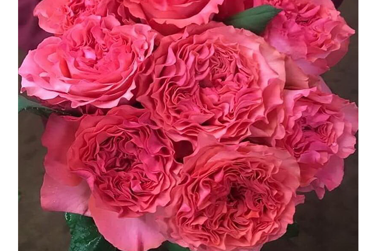 Роза срезочная Корал Рива (Rose Coral Reeva) ОКС осень 2024 — Питомник ...