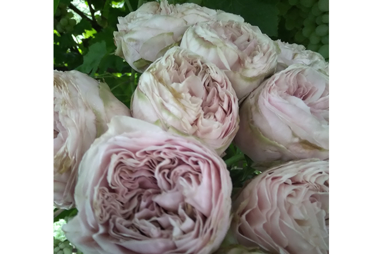 Роза японской селекции Селитсу (Rosa Japanese Senlitsu) С7 — Питомник Летний сад