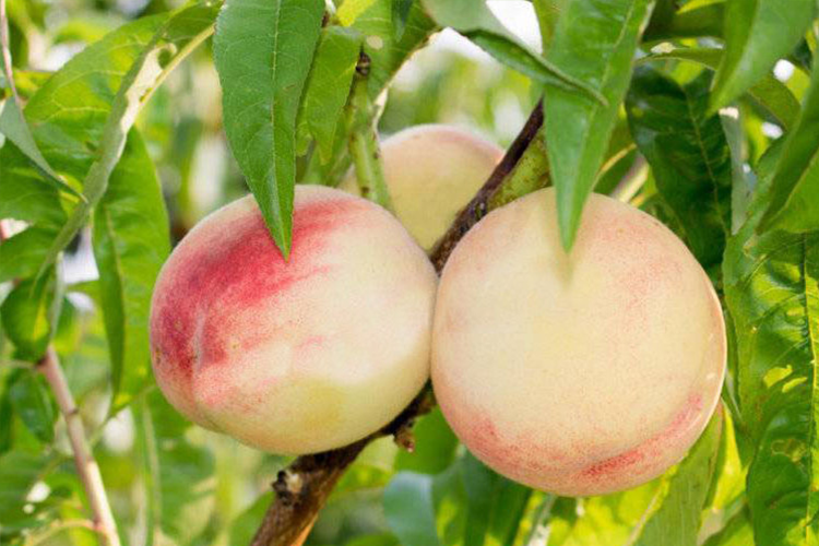 Персик Белая Лебедь (Prunus persika Belyi lebed) ОКС — Питомник Летний сад