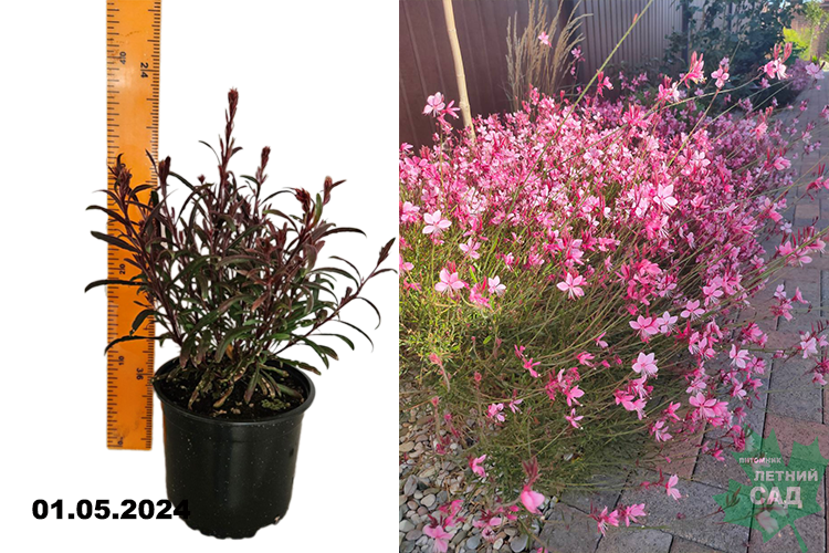 Гаура Линдхеймера Гамбит Компакт Пинк (Gaura Gambit Compact Pink) С1,5 ...