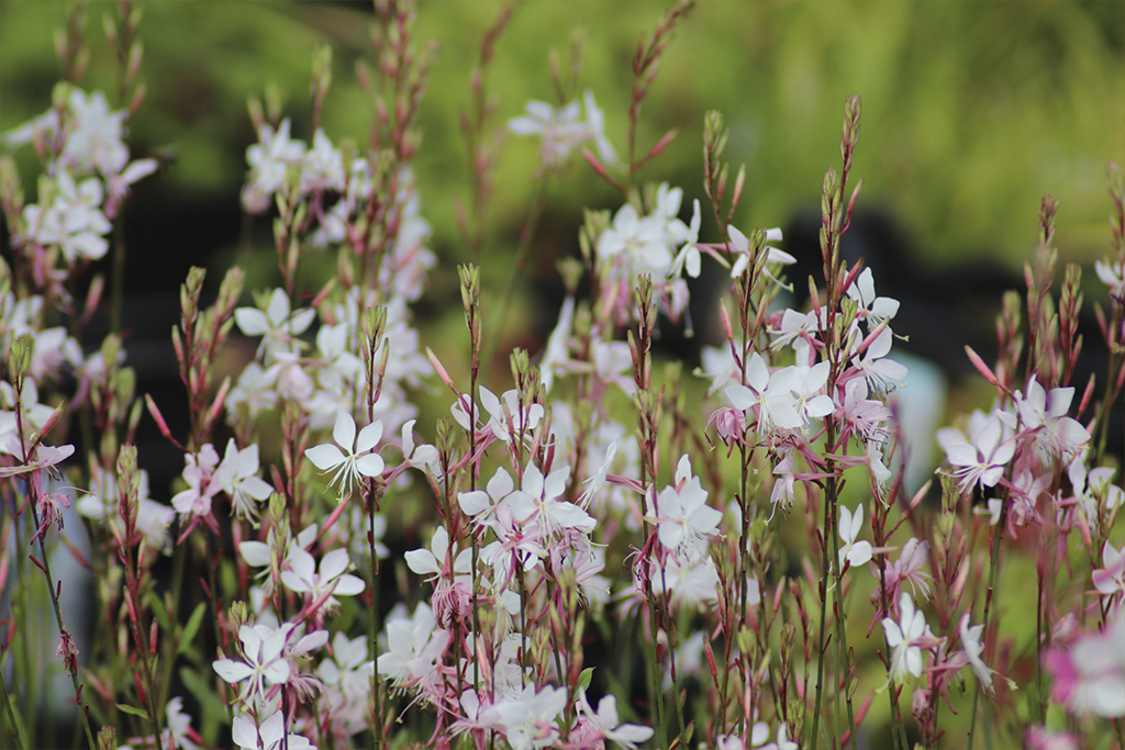 Gaura lindheimeri store