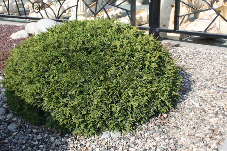 Туя западная Рекурва Нана (Thuja occidentalis Recurva Nana) С15 ...
