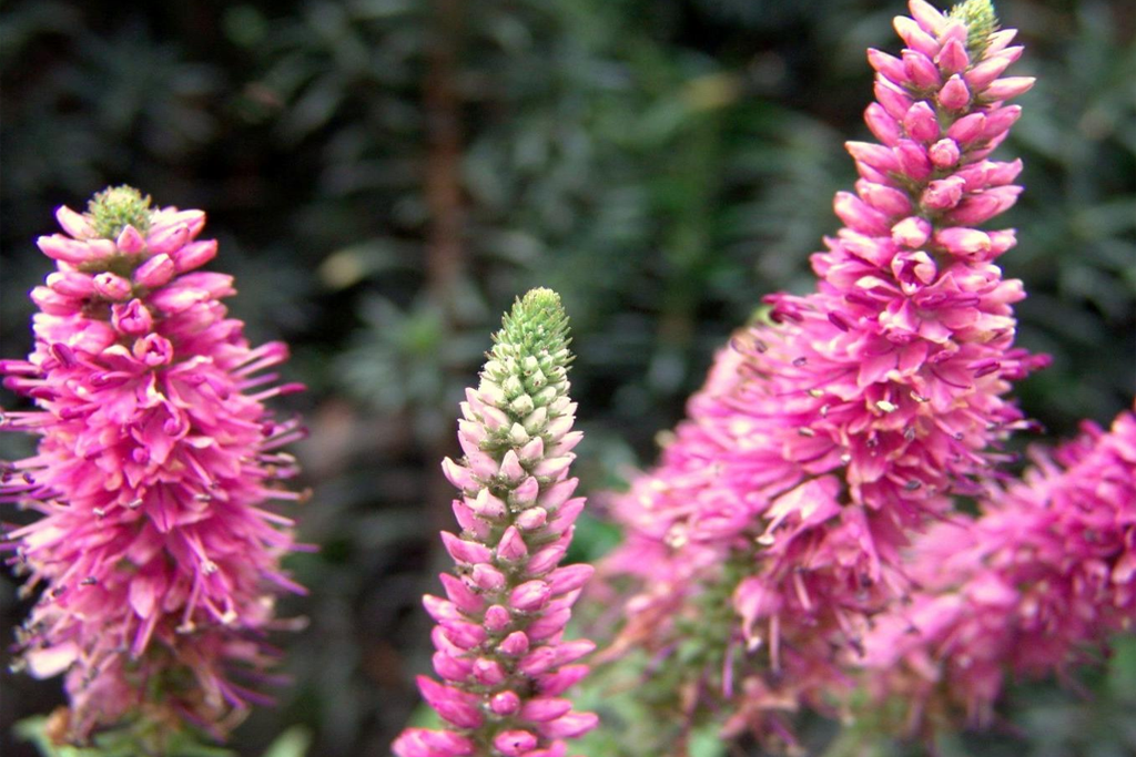 Вероника колосковая Роза Цверг (Veronica spicata Rose Zwerg) Р9 ...