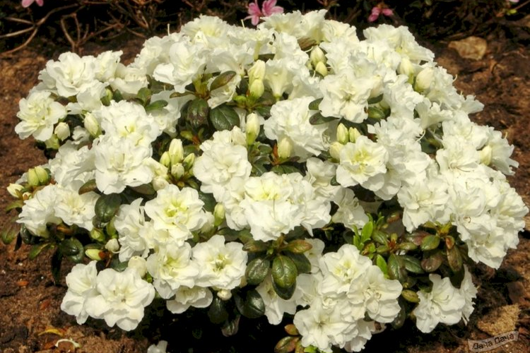 Рододендрон (Азалия) японский Шнееперл (Rhododendron japonica ...
